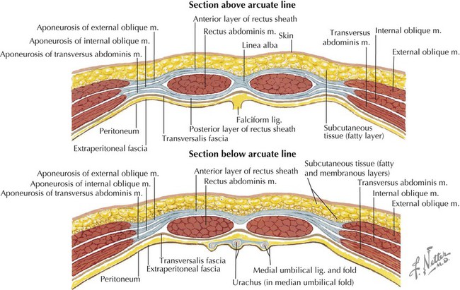 Netter's Clinical Anatomy