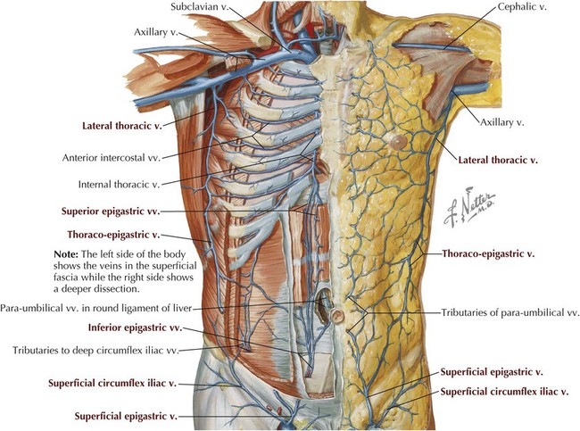 Netter's Clinical Anatomy