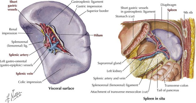 Netter's Clinical Anatomy