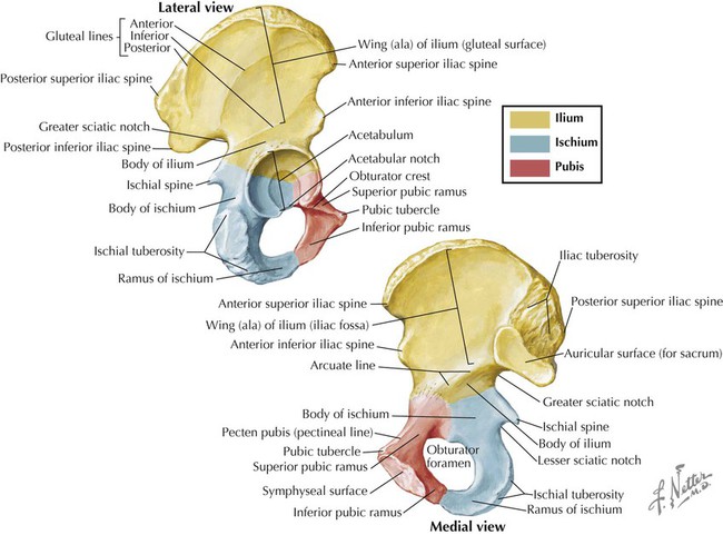 Netter's Clinical Anatomy