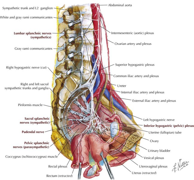 Netter's Clinical Anatomy