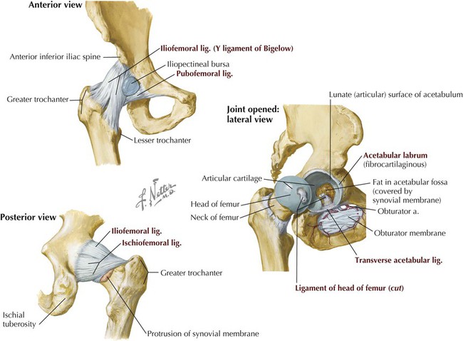 Netter's Clinical Anatomy