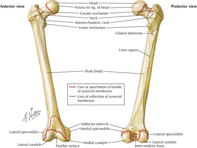 Netter's Clinical Anatomy