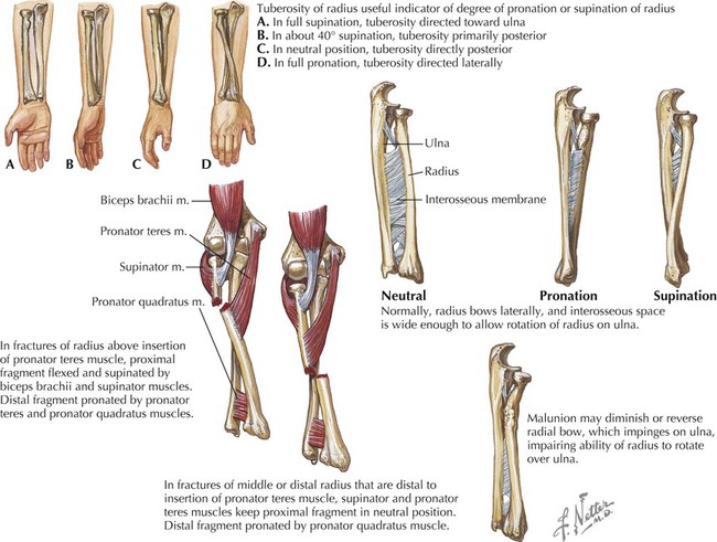 Netter's Clinical Anatomy