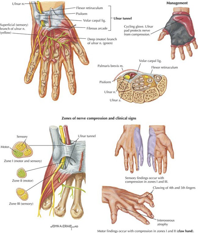 Netter's Clinical Anatomy
