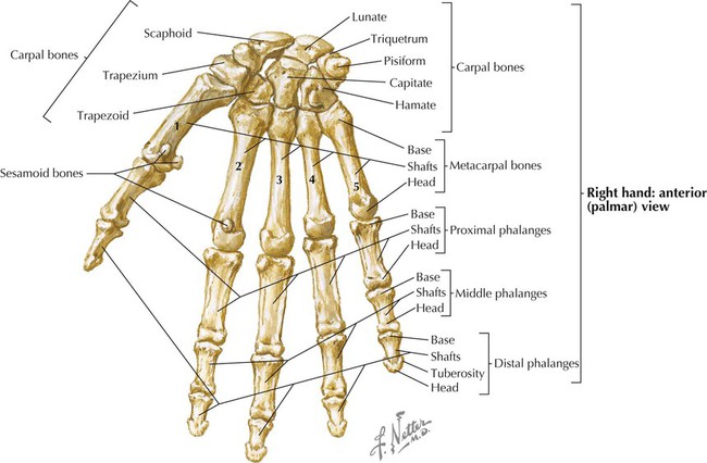 Netter's Clinical Anatomy