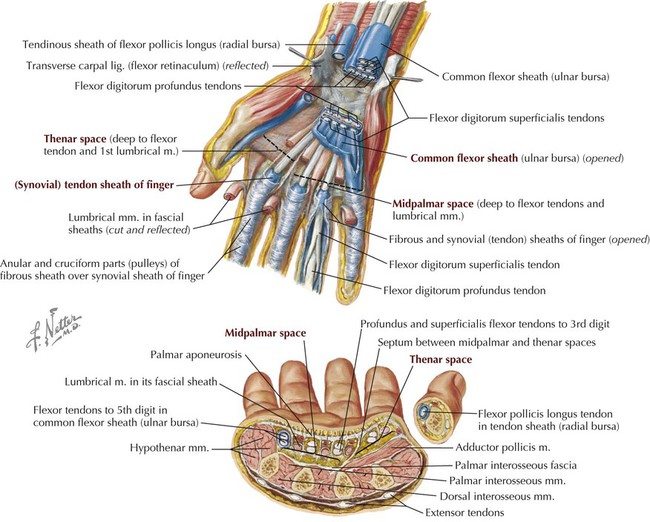 Netter's Clinical Anatomy