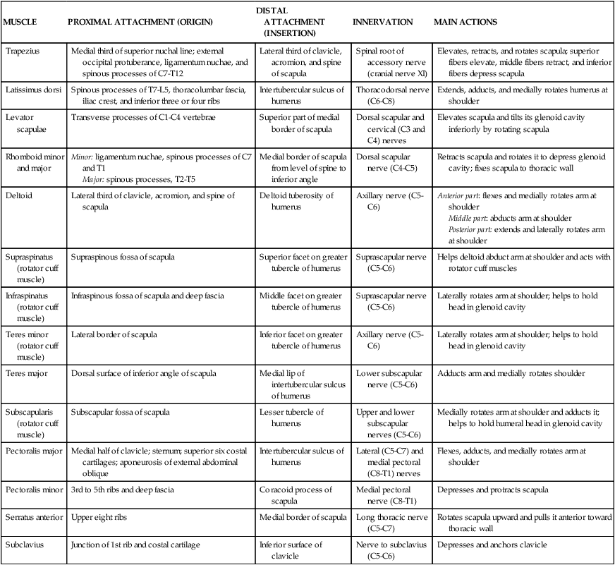 Netter's Clinical Anatomy