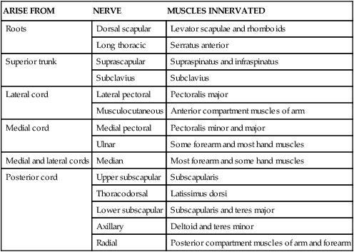 Netter's Clinical Anatomy