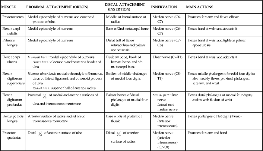 Netter's Clinical Anatomy