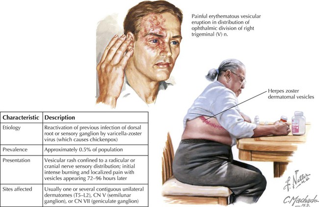 Netter's Clinical Anatomy