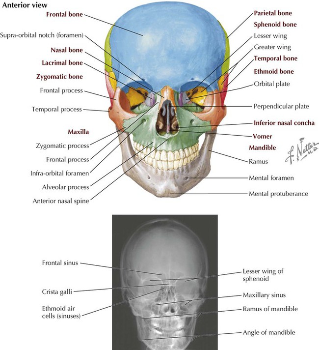 Netter's Clinical Anatomy