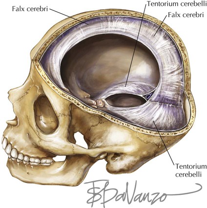 Netter's Clinical Anatomy