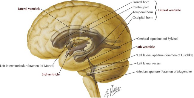 Netter's Clinical Anatomy