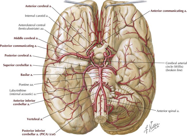 Netter's Clinical Anatomy