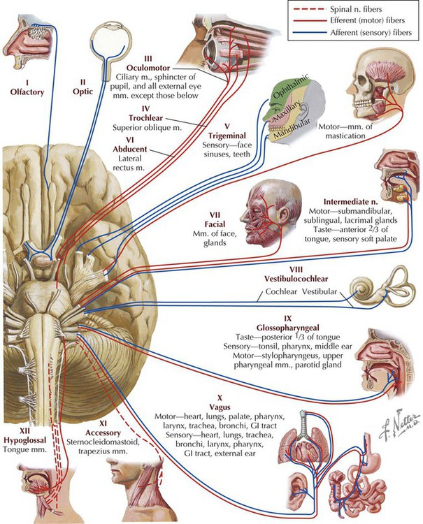 Netter's Clinical Anatomy