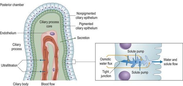 Aqueous Humor Dynamics and Intraocular Pressure Elevation