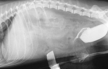 Small Animal Surgery