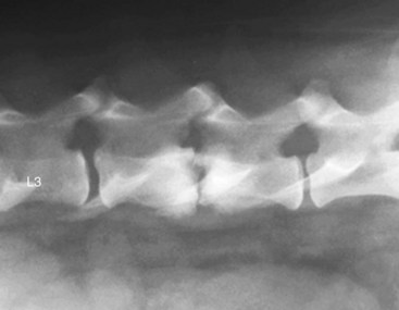 Small Animal Surgery