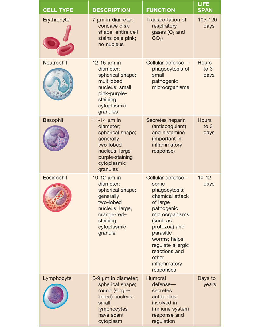 Mosby’s Handbook of Anatomy & Physiology