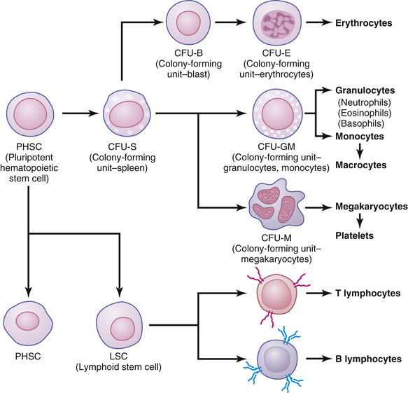 Guyton and Hall Textbook of Medical Physiology