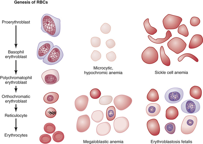 Guyton and Hall Textbook of Medical Physiology