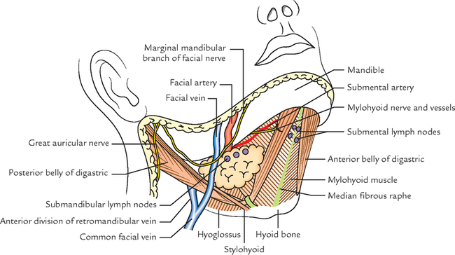 Chapter 9: Submandibular Region