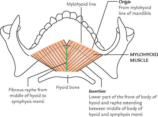 Chapter 9: Submandibular Region