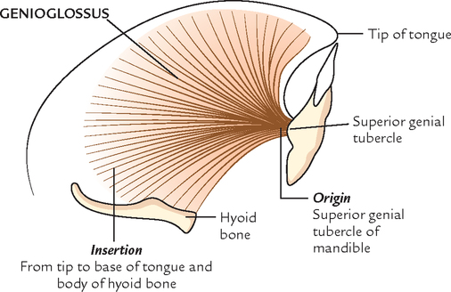 Chapter 9: Submandibular Region