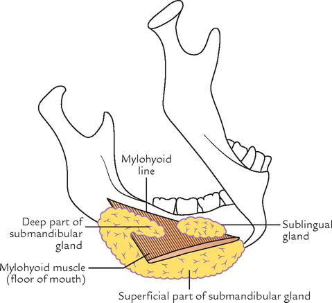 Chapter 9: Submandibular Region