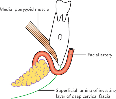 Chapter 9: Submandibular Region