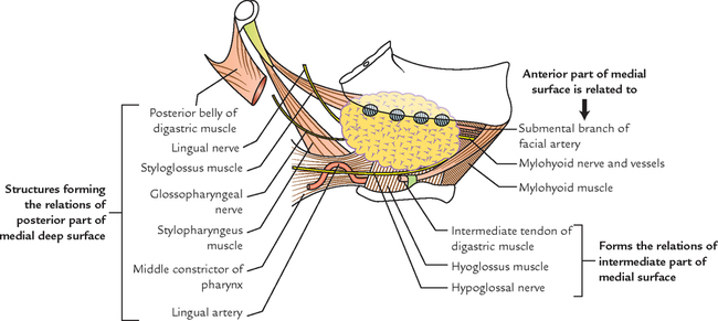Chapter 9: Submandibular Region