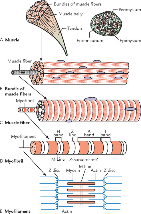 Chapter 9: MUSCULAR SYSTEM