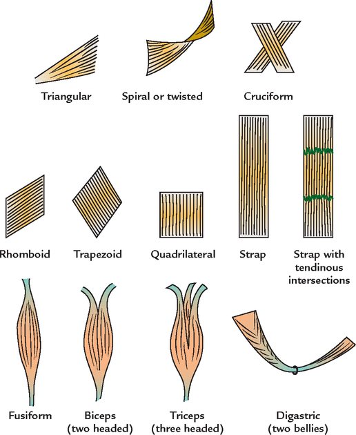 Chapter 9: MUSCULAR SYSTEM