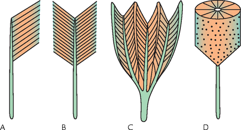 Chapter 9: MUSCULAR SYSTEM