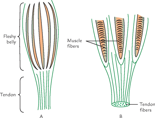 Chapter 9: MUSCULAR SYSTEM