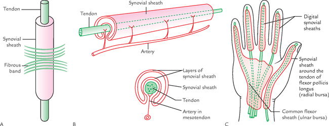 Chapter 9: MUSCULAR SYSTEM