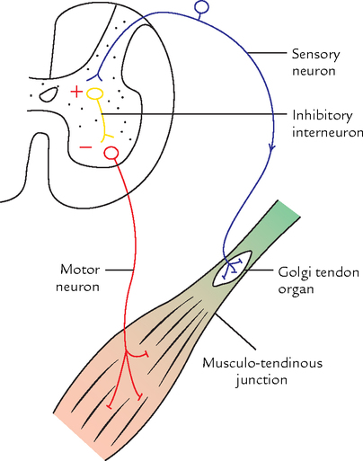 Chapter 9: MUSCULAR SYSTEM