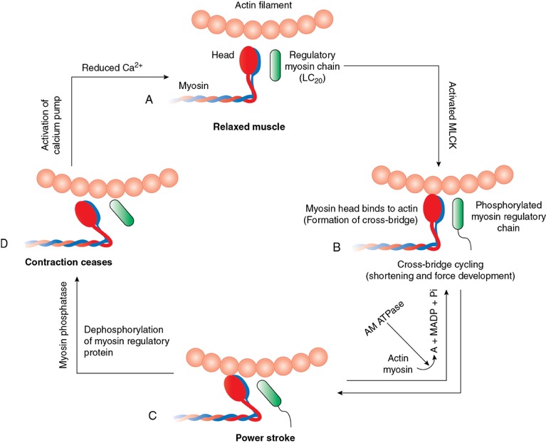 Textbook of Medical Physiology