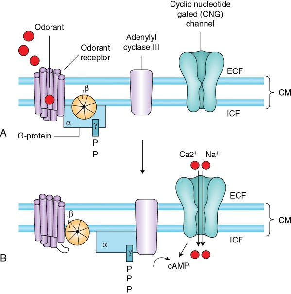 Textbook of Medical Physiology