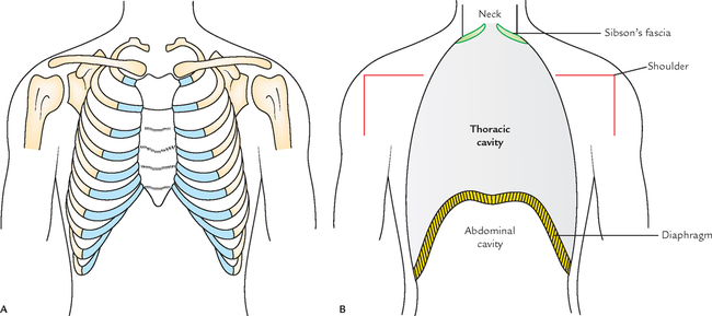 Chapter 14: Introduction to Thorax and Thoracic Cage