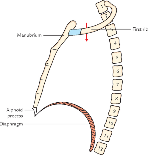 Chapter 14: Introduction to Thorax and Thoracic Cage