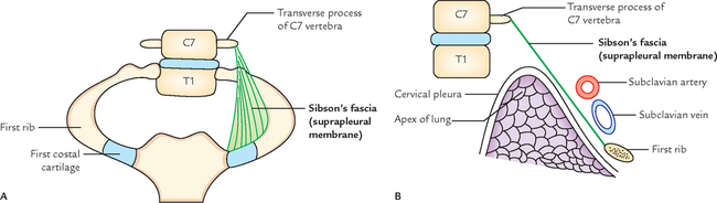 Chapter 14: Introduction to Thorax and Thoracic Cage
