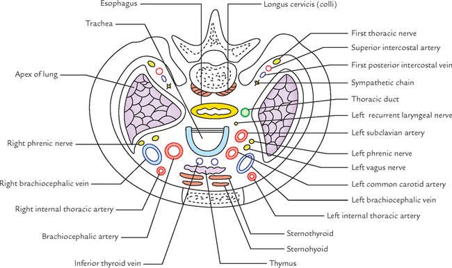Chapter 14: Introduction to Thorax and Thoracic Cage