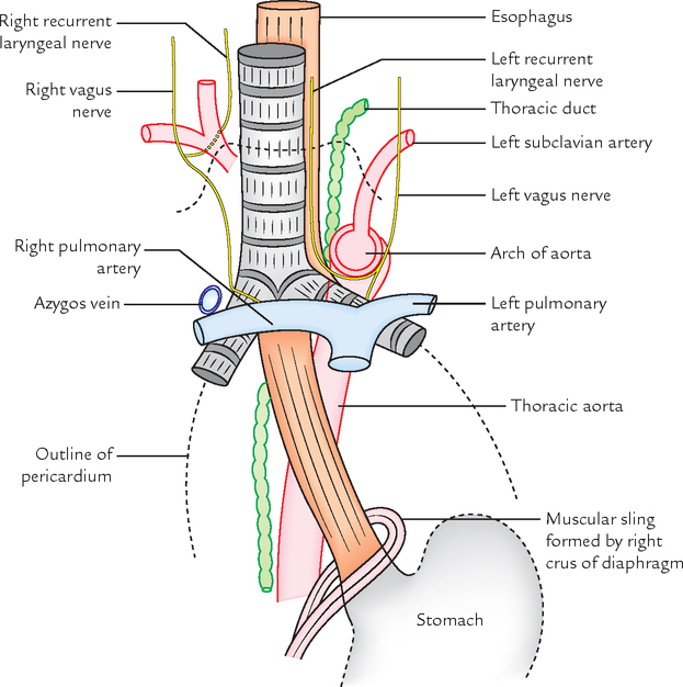 Chapter 22: Trachea and Esophagus