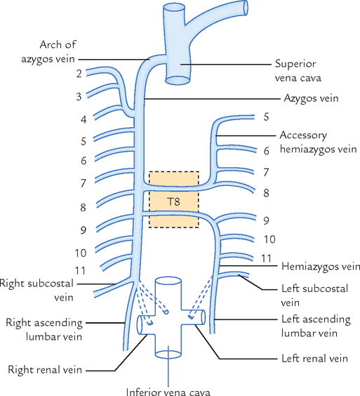 Chapter 23: Thoracic Duct, Azygos and Hemiazygos Veins, and Thoracic ...