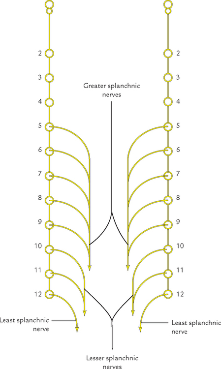 Chapter 23: Thoracic Duct, Azygos and Hemiazygos Veins, and Thoracic ...