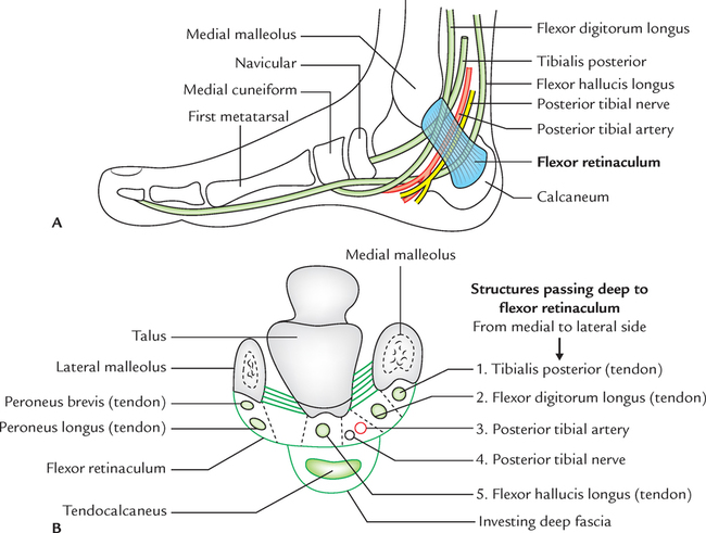 Chapter 29: Back of the Leg