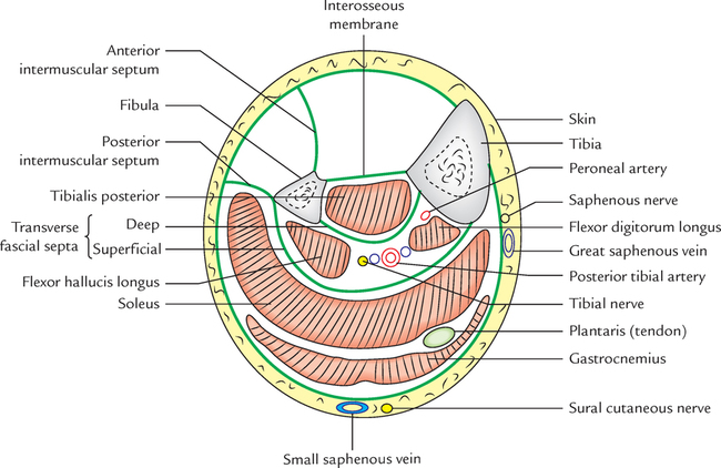 Chapter 29: Back of the Leg
