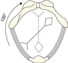 Obstetrics & Gynaecology : Prep Manual for Undergraduates